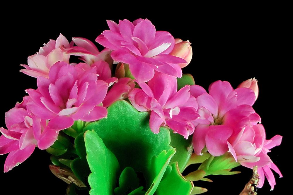 When Will Your Kalanchoe Flower and How To Keep It Blooming