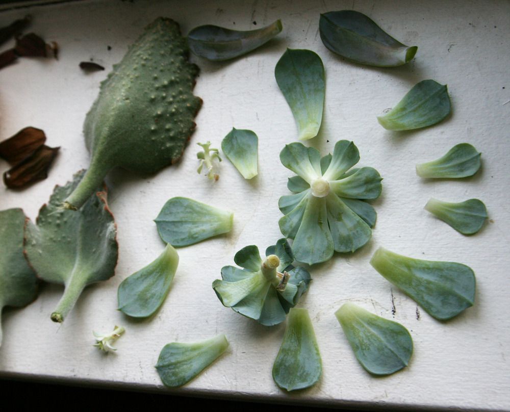 3 Easy Ways To Propagate Kalanchoe
