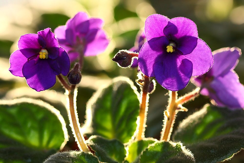 Fertilizing african violets store