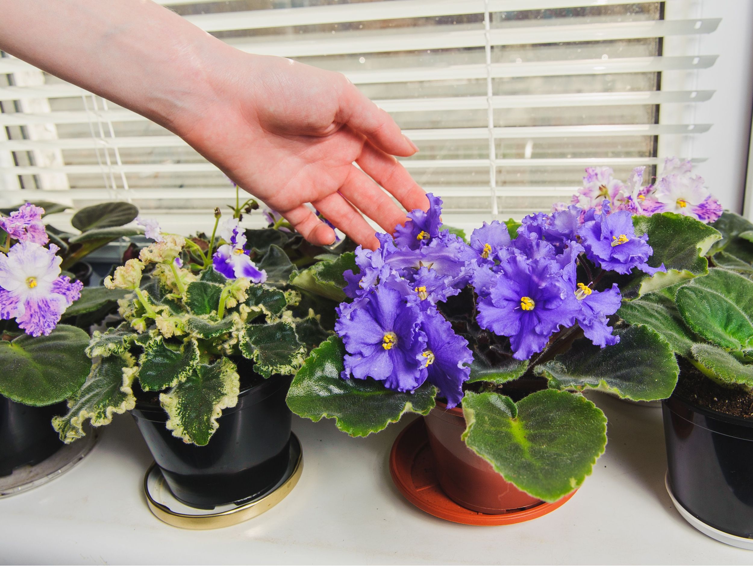 Everything You Should Know About Fertilizing African Violets Everything You Should Know About Fertilizing African Violets