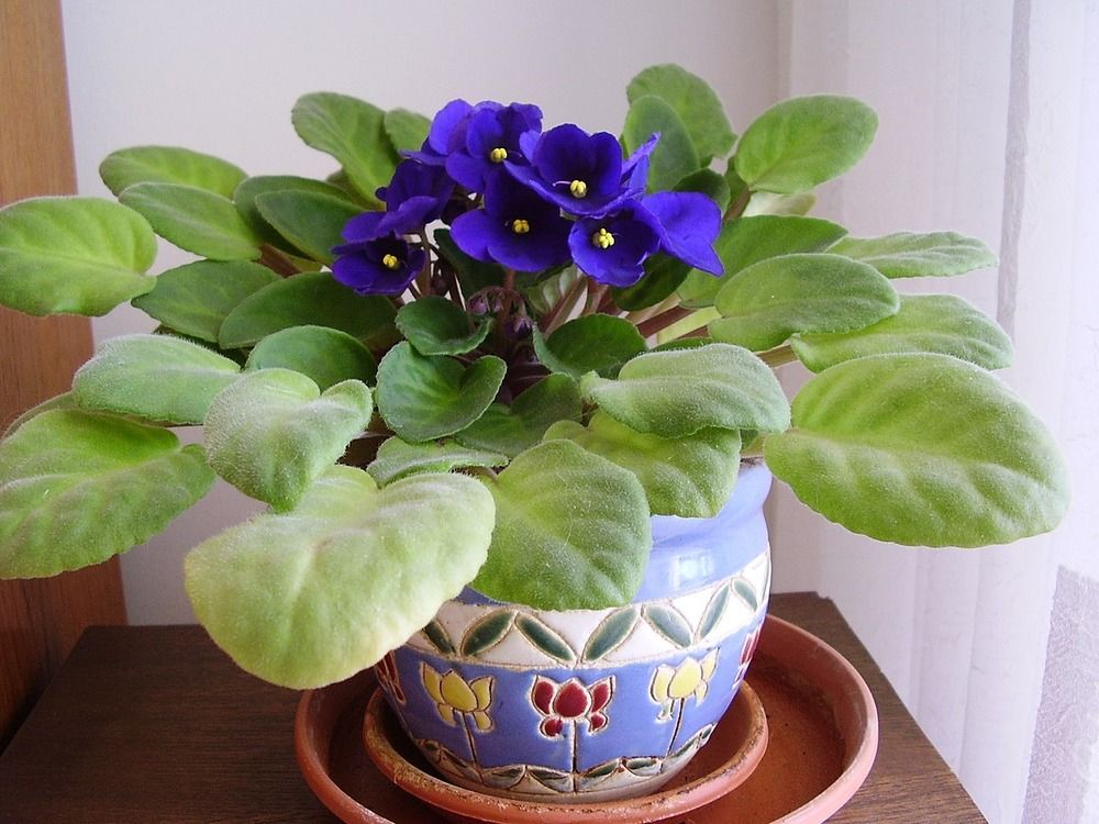 Guide to Propagating African Violets