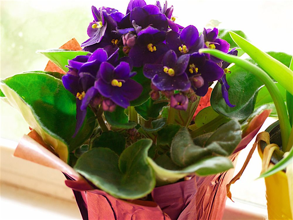 Everything You Should Know About Fertilizing African Violets