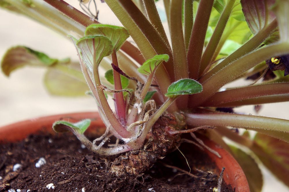Guide to Propagating African Violets