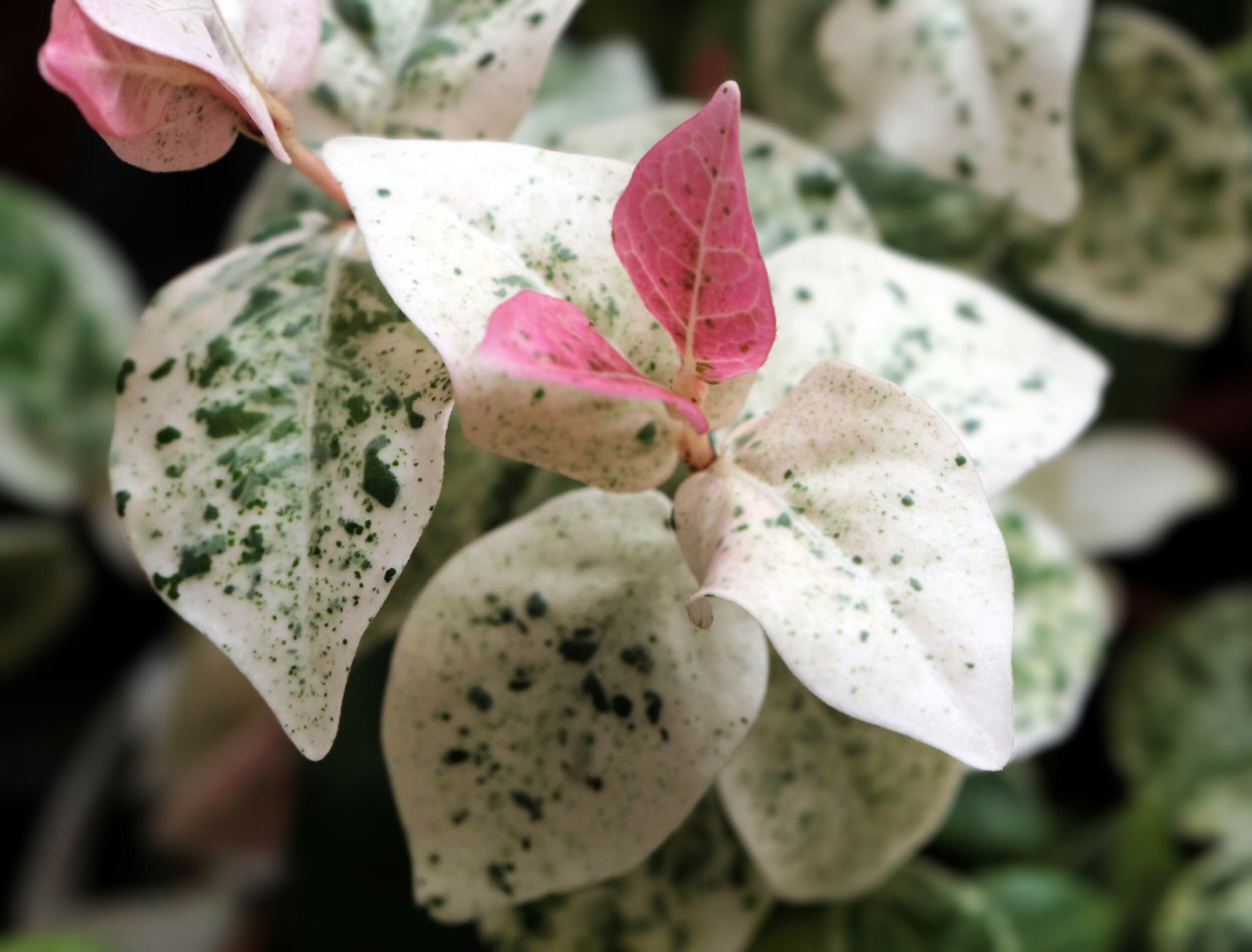 Asiatic Jasmine: Top Grow and Care Tips