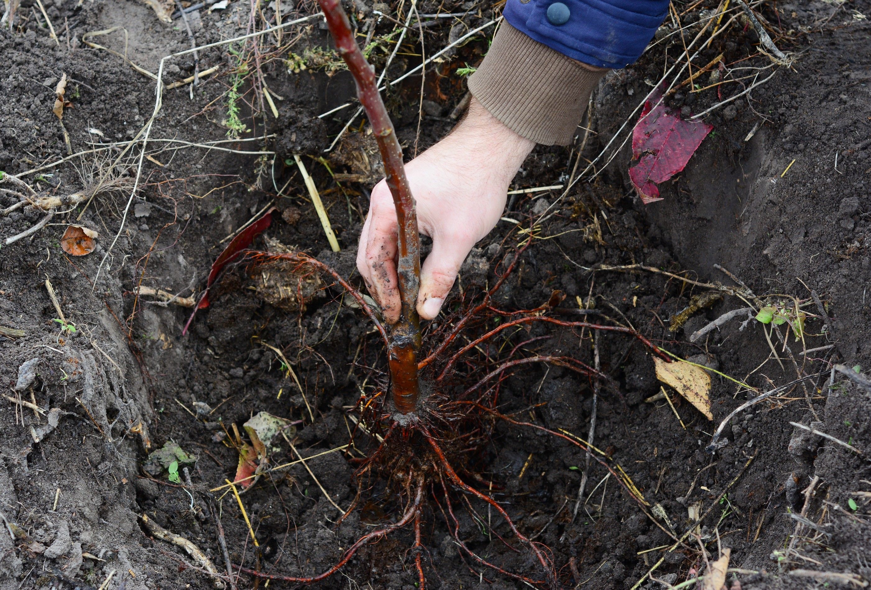 4 Bare Root Fruit Trees To Plant This Winter