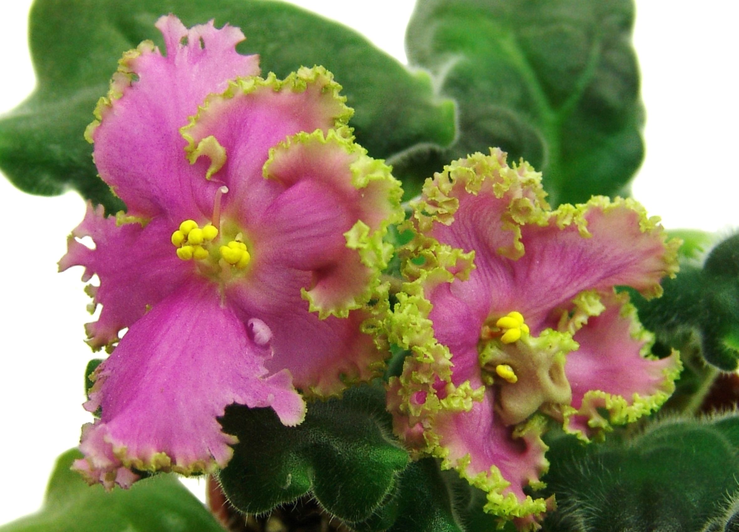 6 Types of African Violets That Will Brighten Your Home