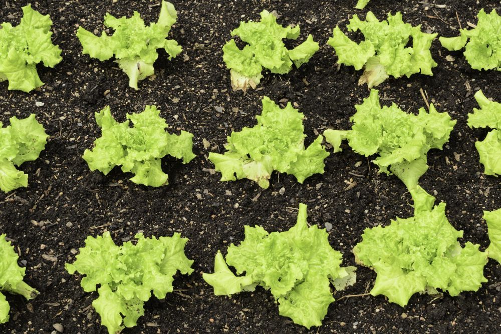 15 Cold-Hardy Lettuce Varieties to Grow This Winter