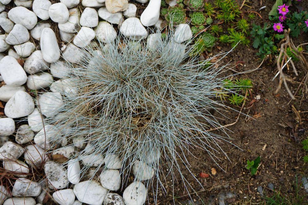 6 Best Plants That Can Grow on Rocks