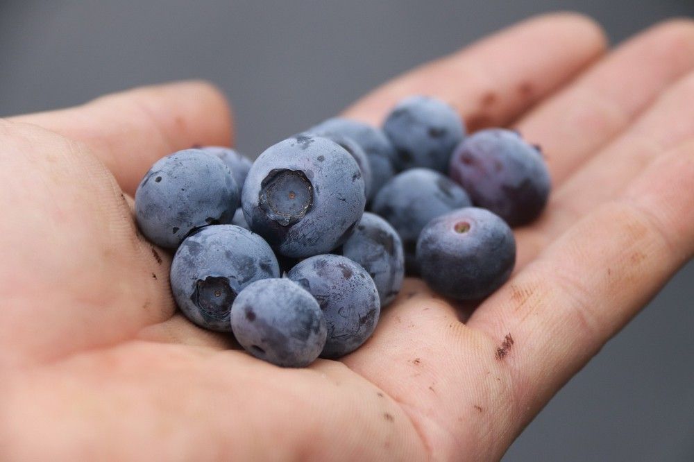 Guide To Growing Blueberries Indoors