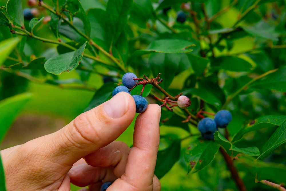 Guide To Growing Blueberries Indoors