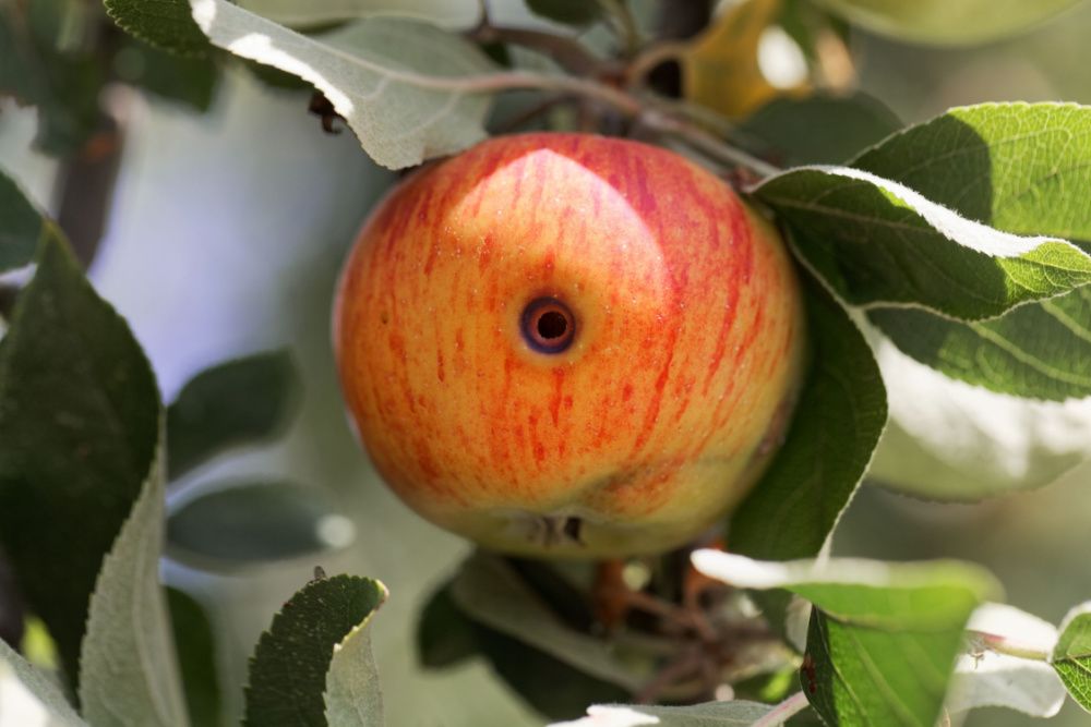 4 Apple Tree Pests That Will Wreak Havoc