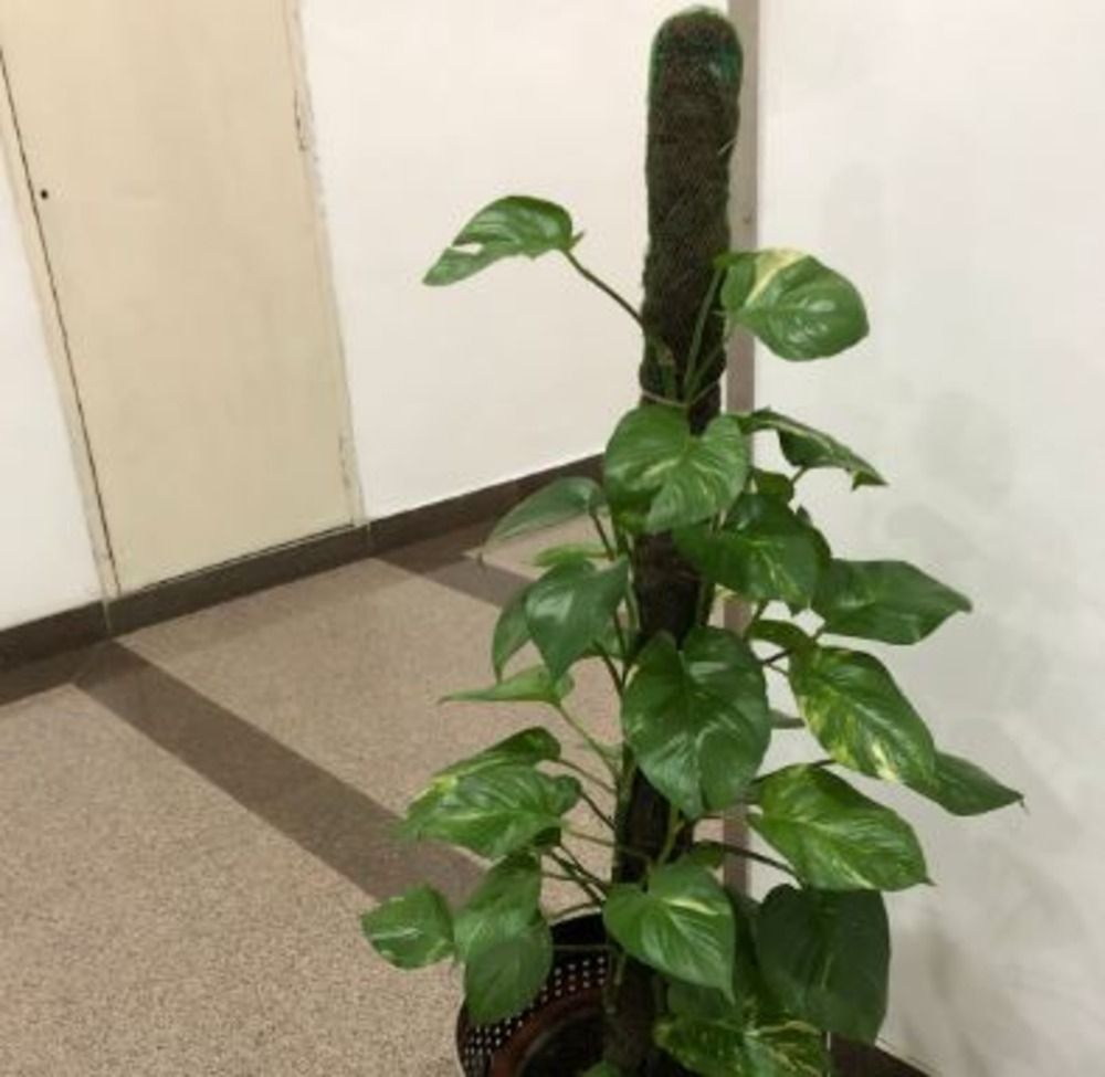 Create a DIY Moss Pole for Your Houseplants in 6 Easy Steps
