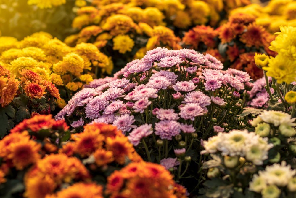 12 Tips For Caring For Your Potted Mums