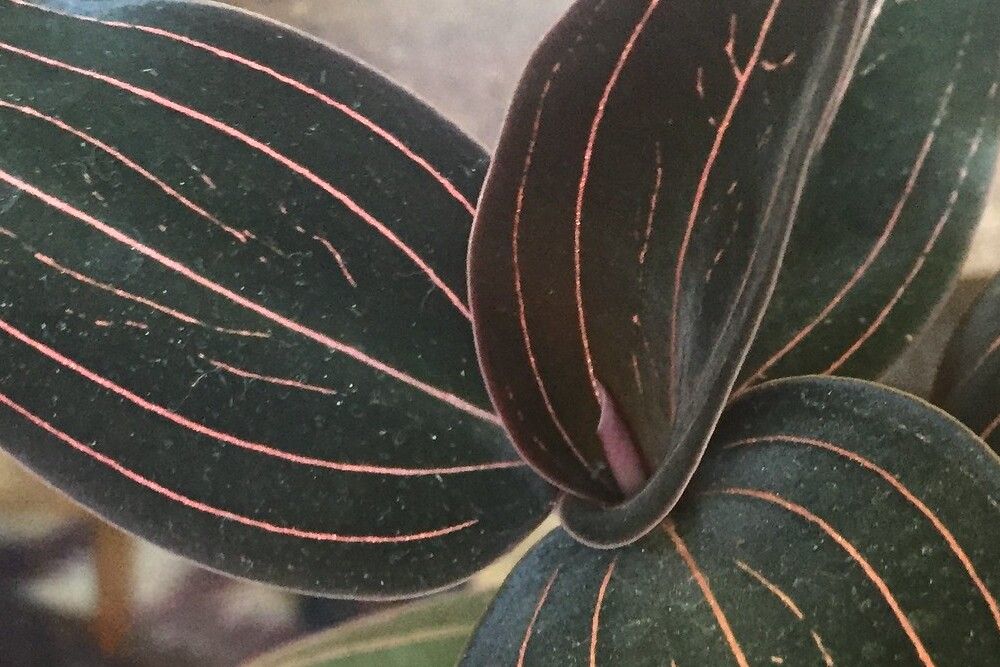 5 Top Care Tips For Your Jewel Orchid
