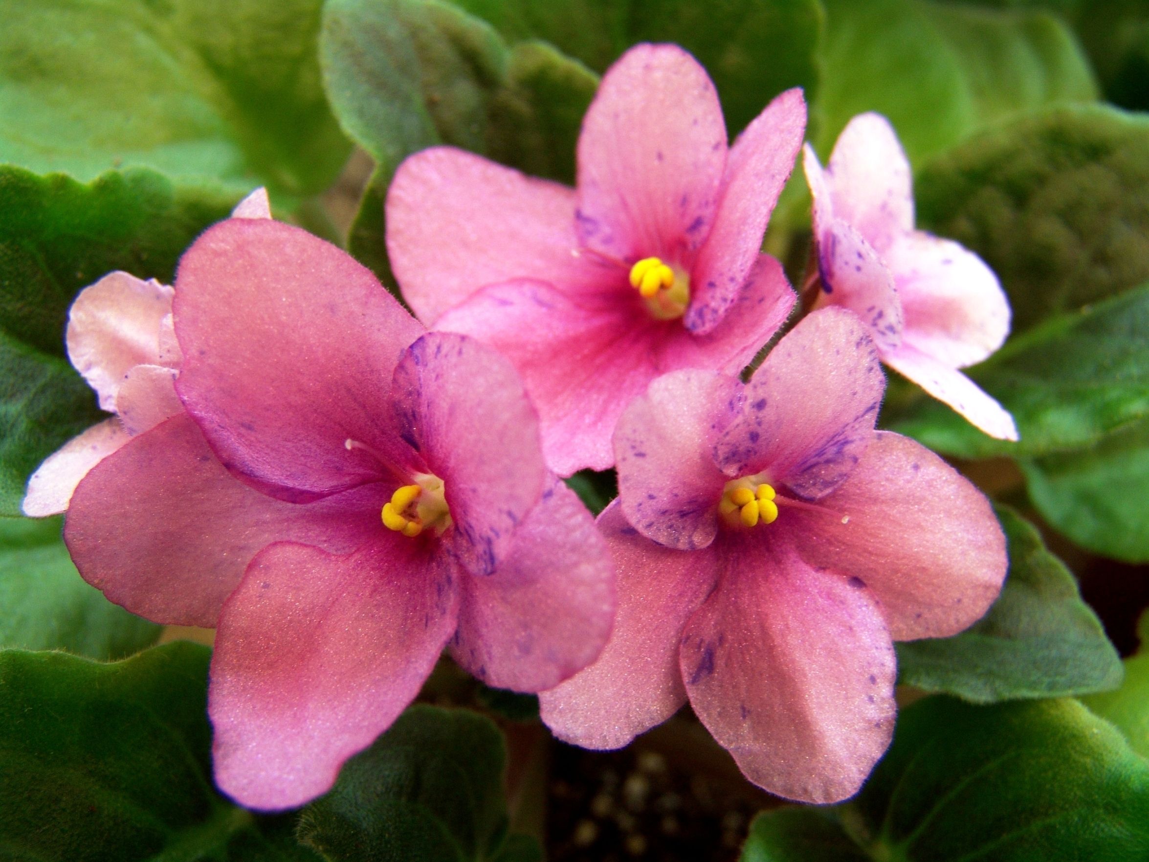6 Types of African Violets That Will Brighten Your Home