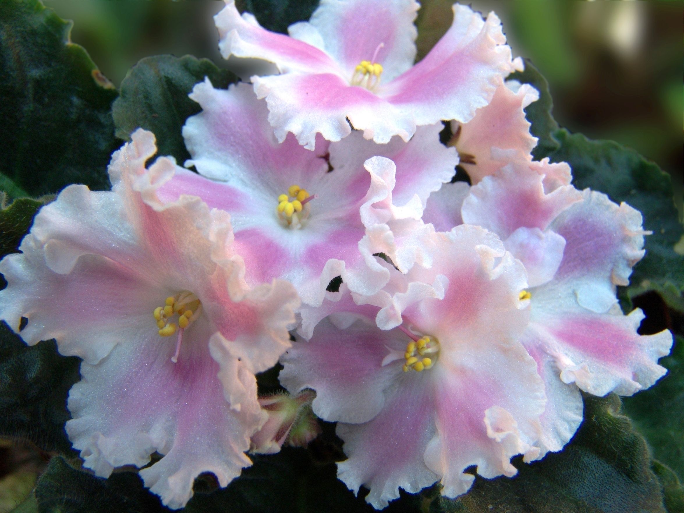 6 Types of African Violets That Will Brighten Your Home