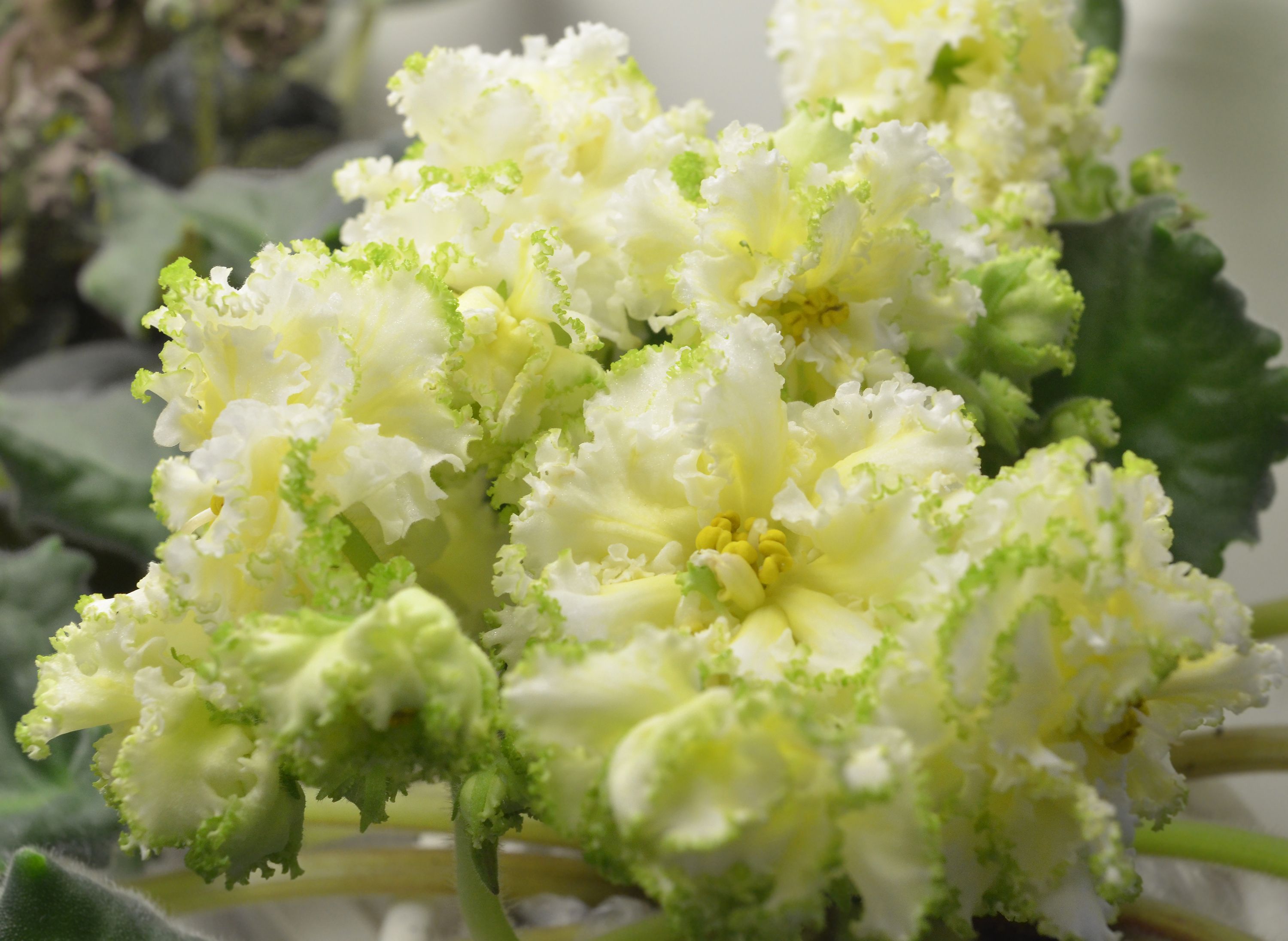 6 Types of African Violets That Will Brighten Your Home