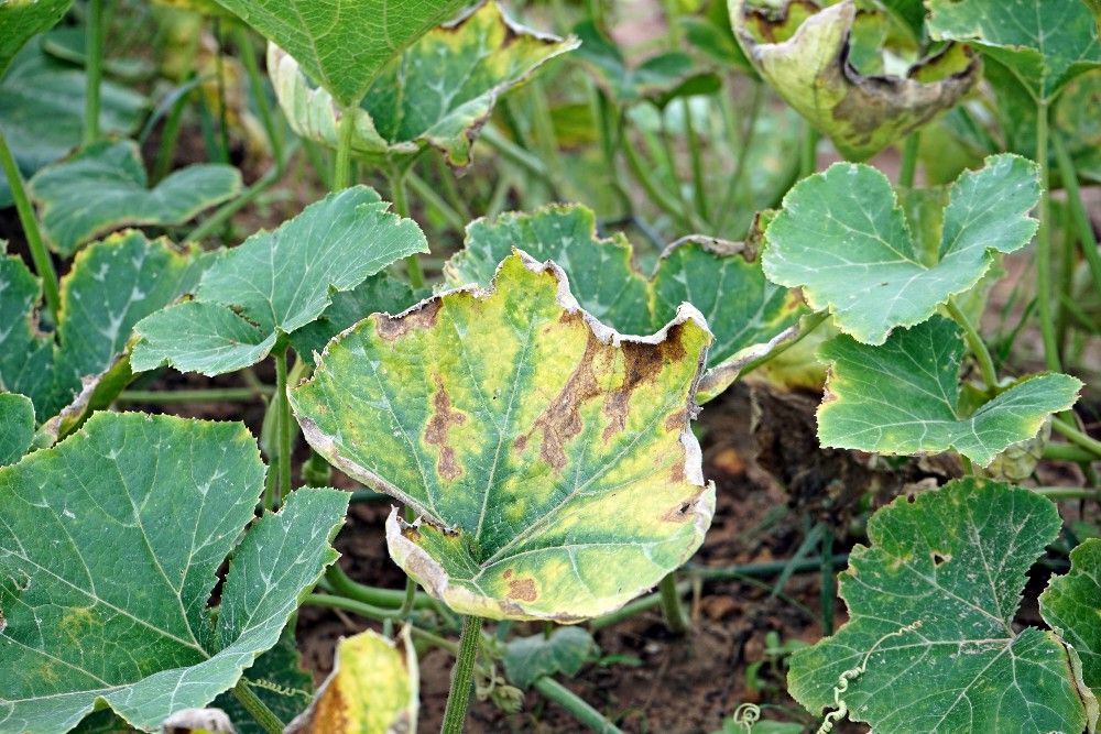 4 Common Pumpkin Diseases That Kill Your Plant