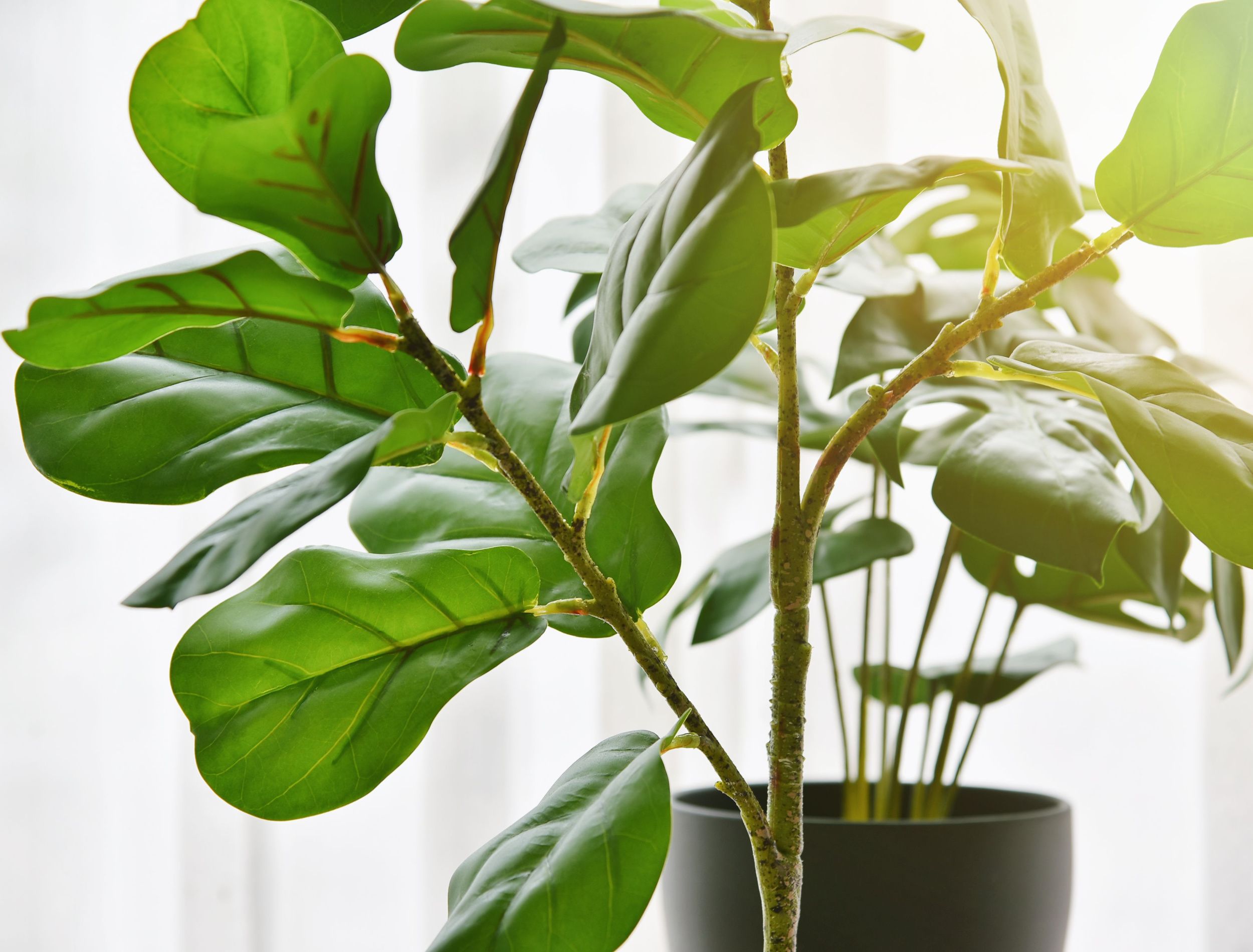 7 Reasons Your Fiddle Leaf Fig Leaves Are Drooping