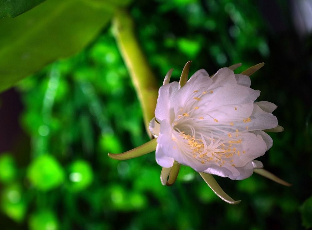 Fishbone Cactus: Care Guide For Your Houseplant