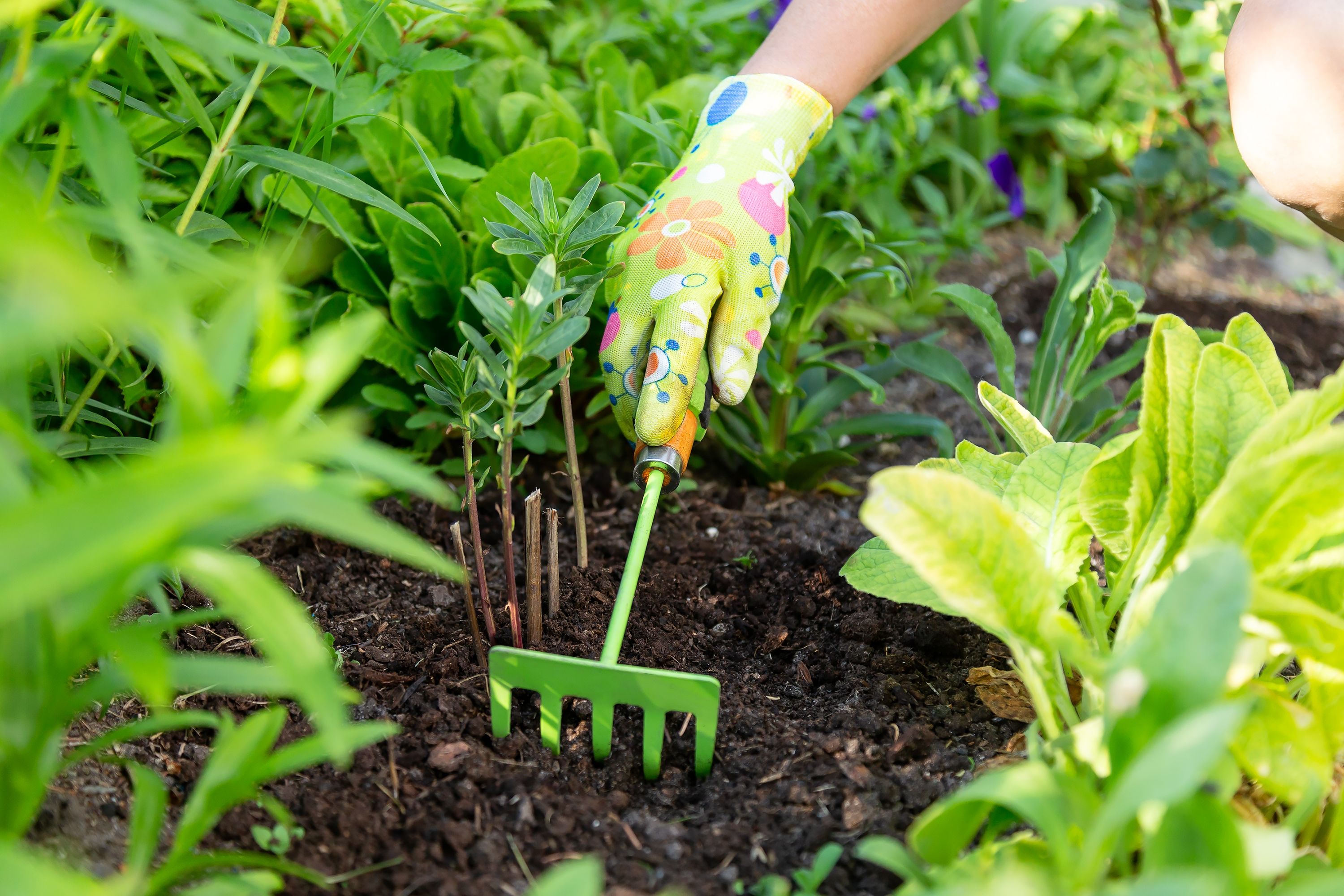 Metal vs Plastic Rake: Which is Better For Your Backyard?