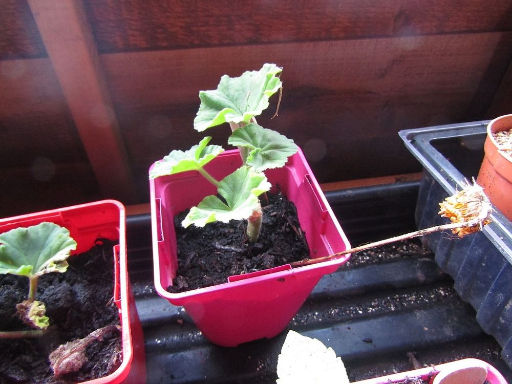 3 Plants To Bring Indoors to Overwinter