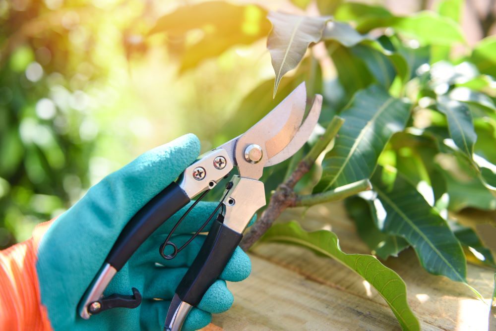 Guide To Pruning Your Evergreen Shrubs