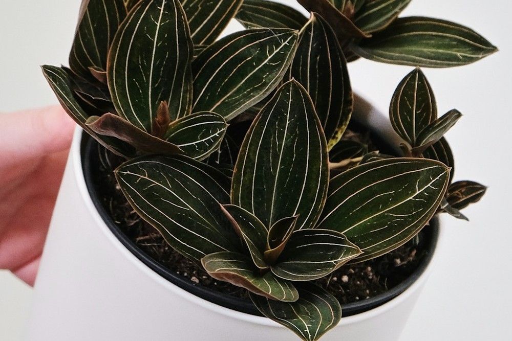 5 Top Care Tips For Your Jewel Orchid