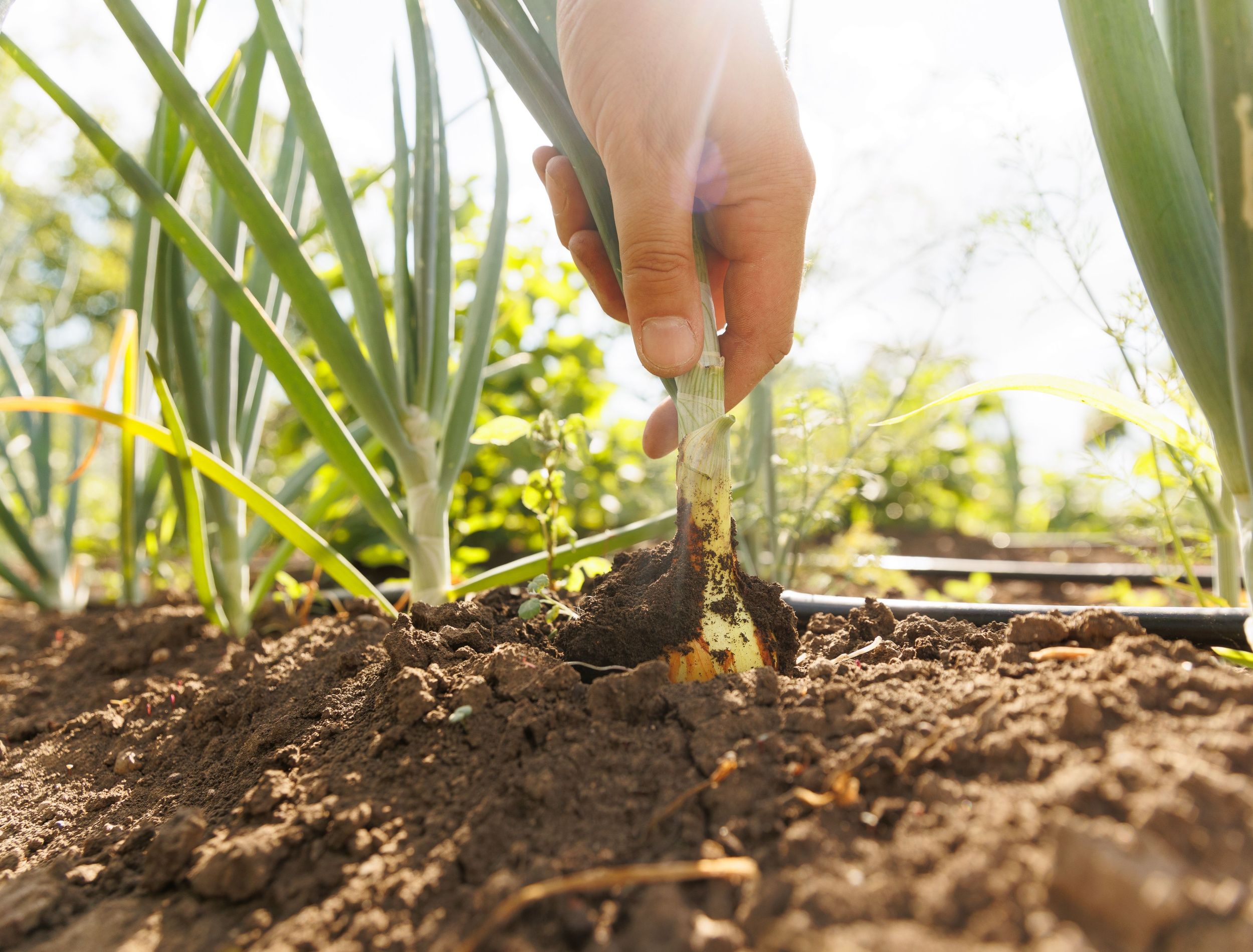 Top Tips For Harvesting Candy Onions