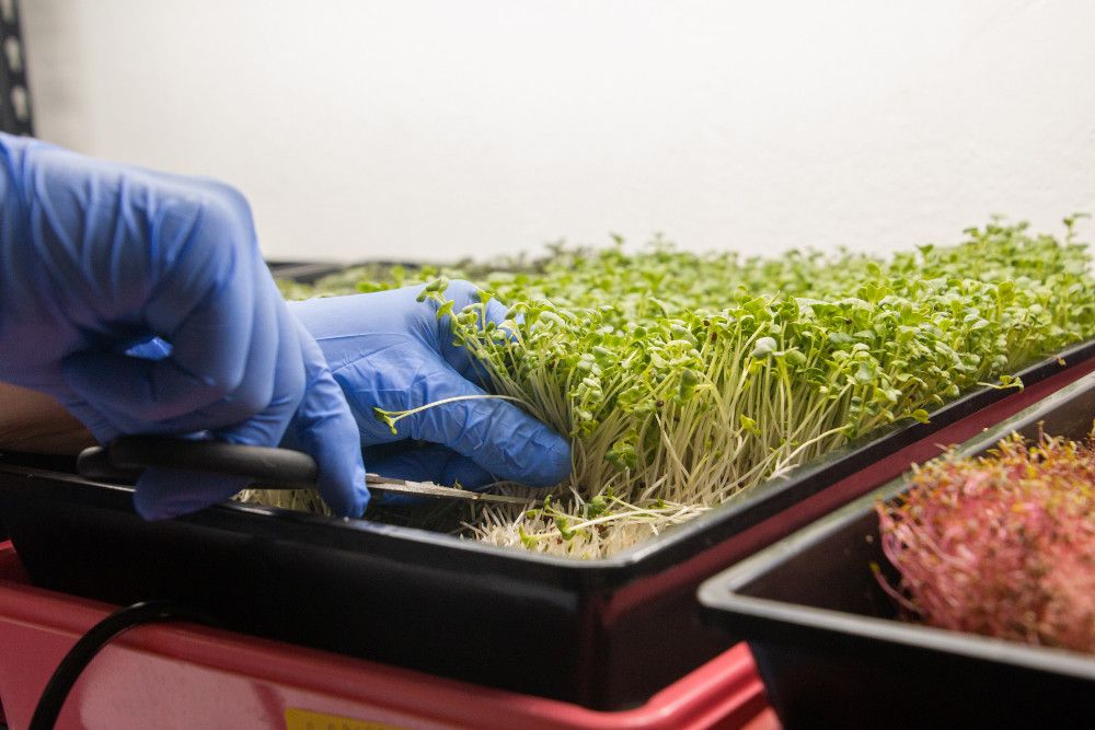 Grow Microgreens Indoors With These 7 Top Tips