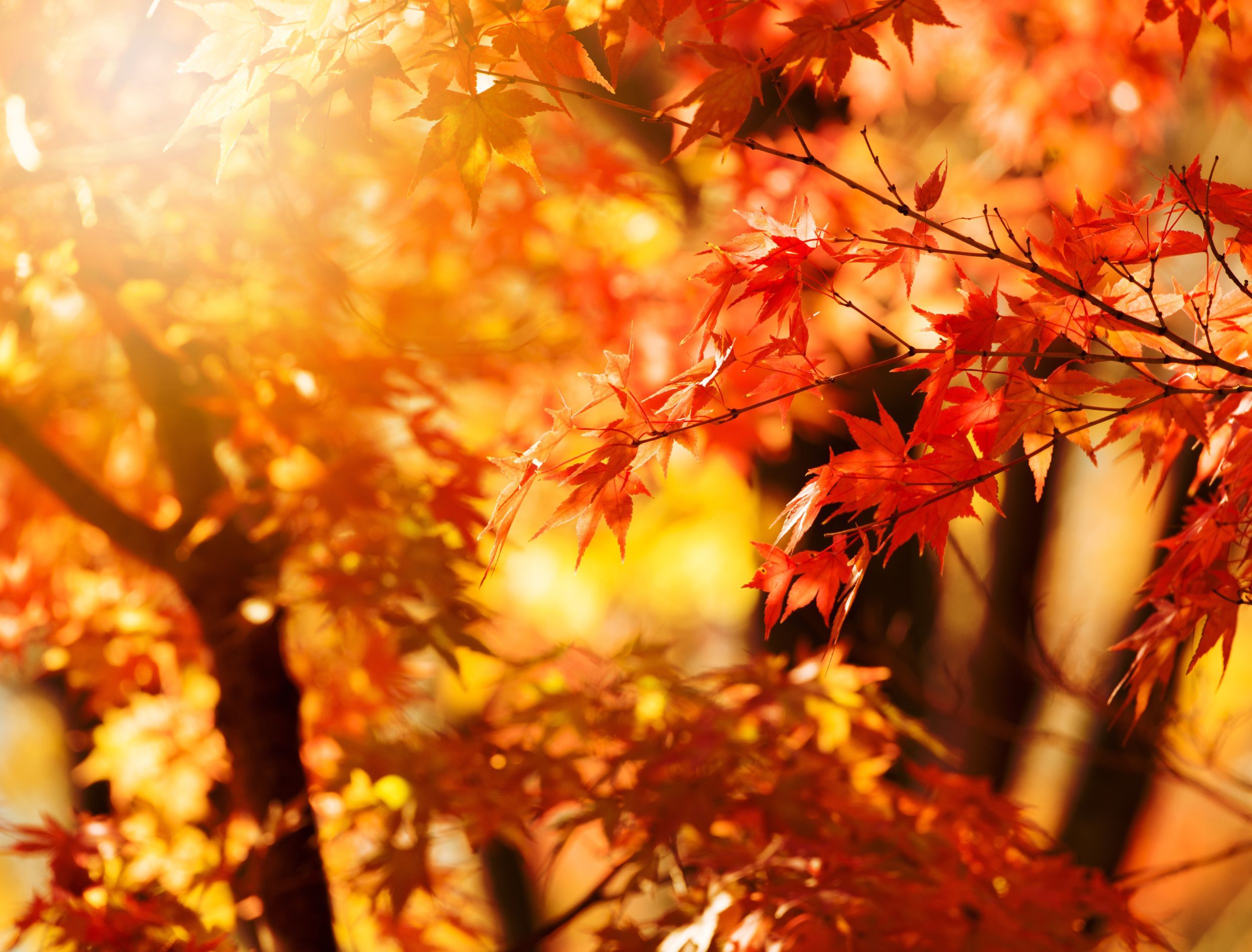 8 Japanese Maple Trees For a Colorful Landscape