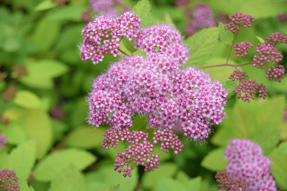 Guide To Caring For Your Spirea Bush in Winter
