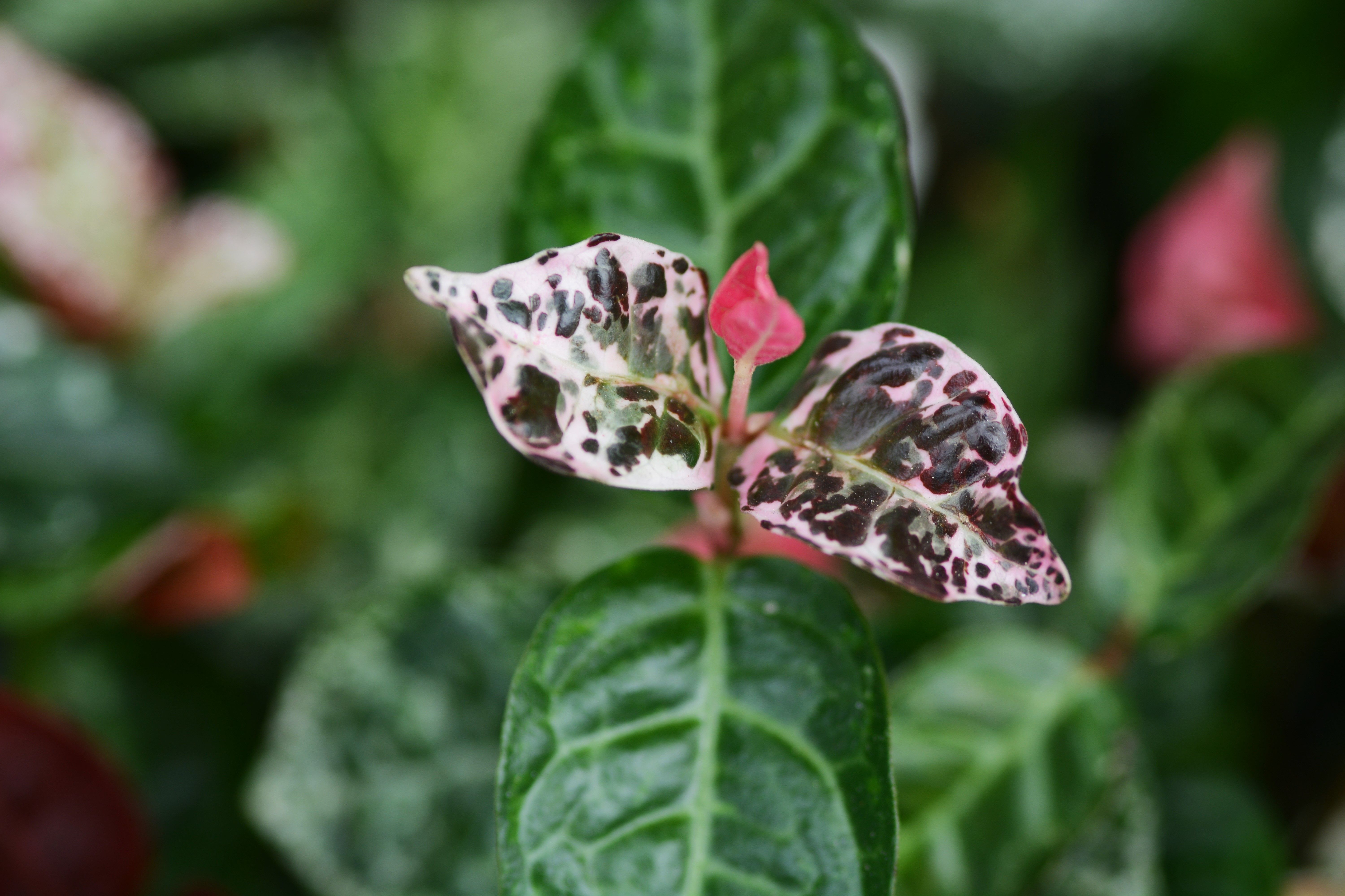 Asiatic Jasmine: Top Grow and Care Tips