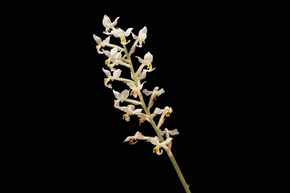 5 Top Care Tips For Your Jewel Orchid