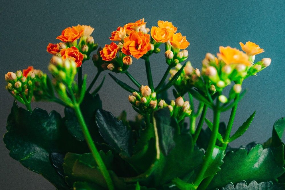 Guide To Pruning Your Kalanchoe Plant