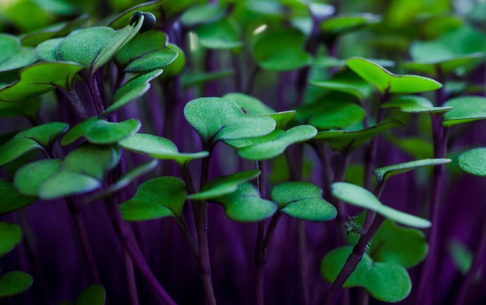 11 Tasty Microgreens To Grow Indoors