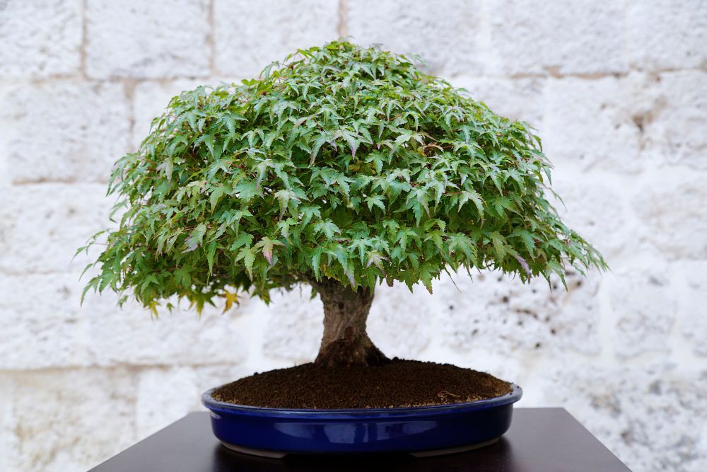 8 Japanese Maple Trees For a Colorful Landscape
