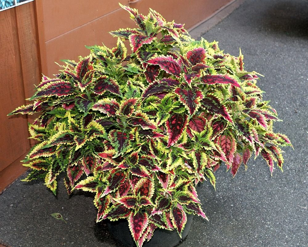 3 Plants To Bring Indoors to Overwinter