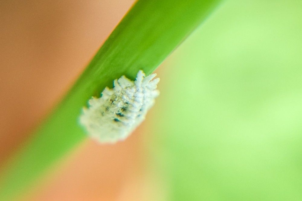5 Reasons Your Satin Pothos Leaves Are Curling