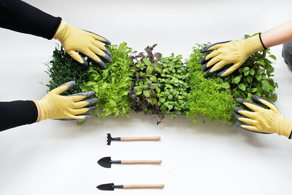 Grow Microgreens Indoors With These 7 Top Tips