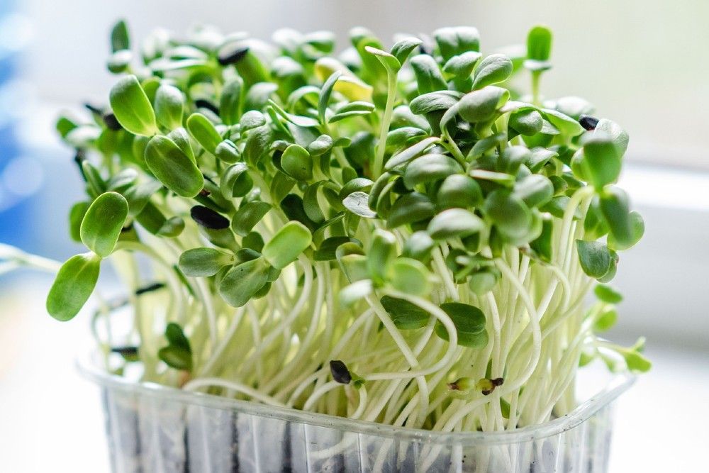 Grow Microgreens Indoors With These 7 Top Tips
