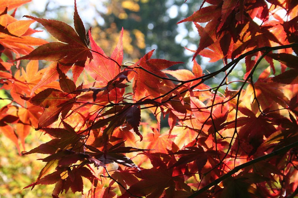 8 Japanese Maple Trees For a Colorful Landscape