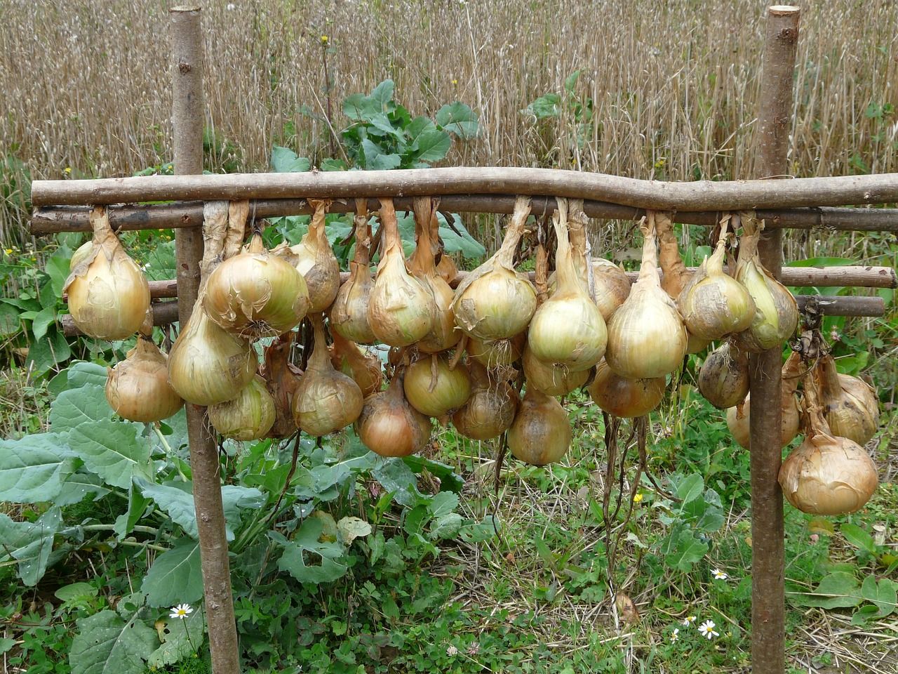Top Tips For Harvesting Candy Onions