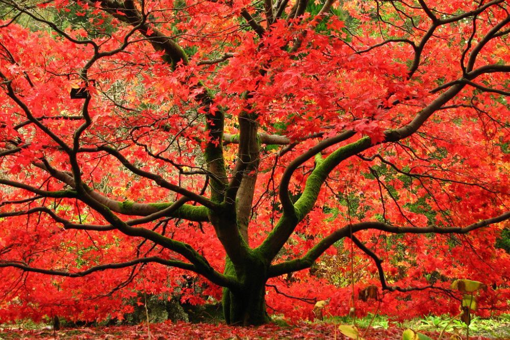 8 Japanese Maple Trees For a Colorful Landscape