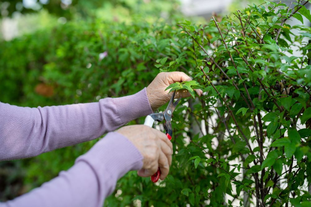 Guide To Pruning Your Evergreen Shrubs