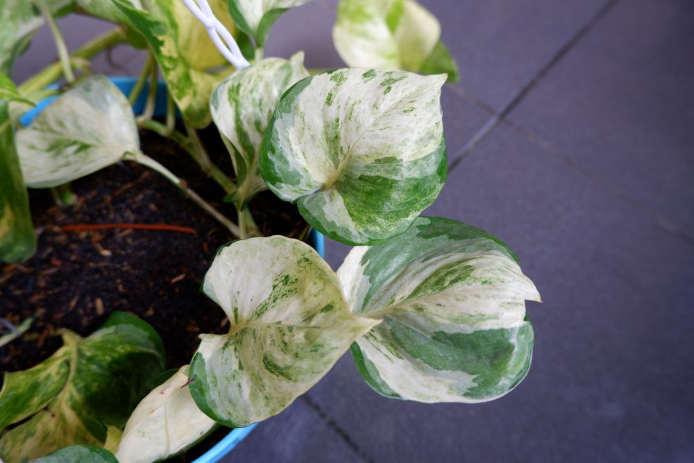 Manjula Pothos: Grow and Care Guide