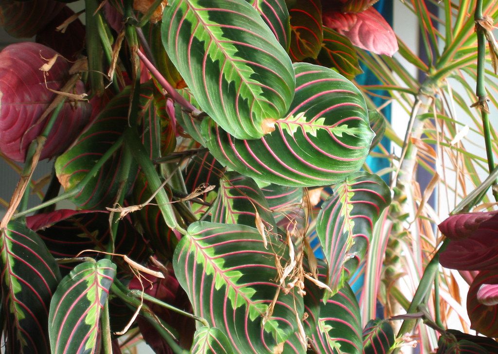 Why Prayer Plant Leaves Turn Yellow and What To Do