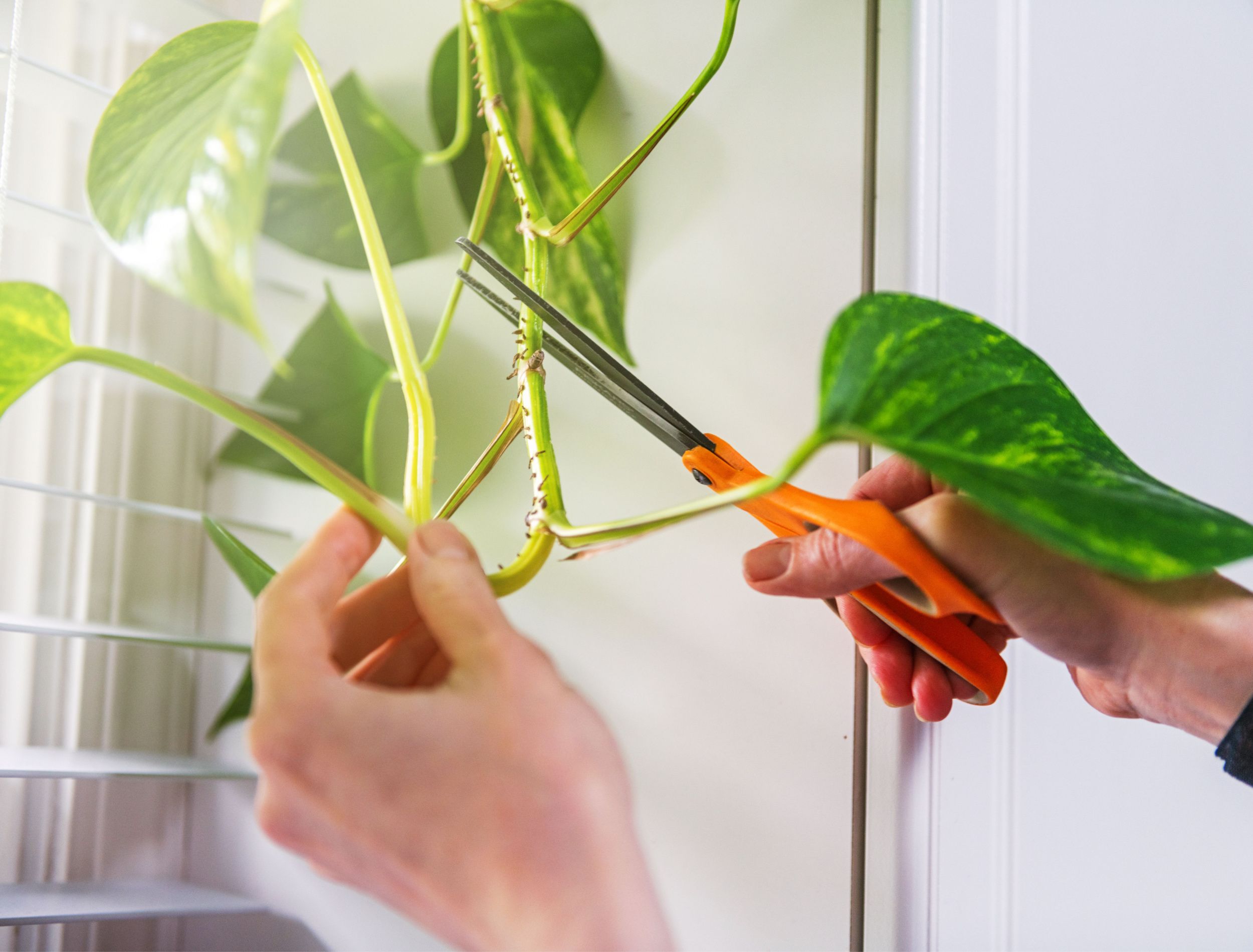 How To Prune Pothos To Keep It Growing and Tidy How To Prune Pothos To Keep It Growing and Tidy