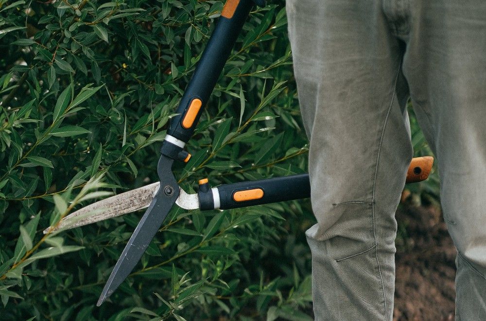 Properly Prune Your Apple Trees With These 6 Tips