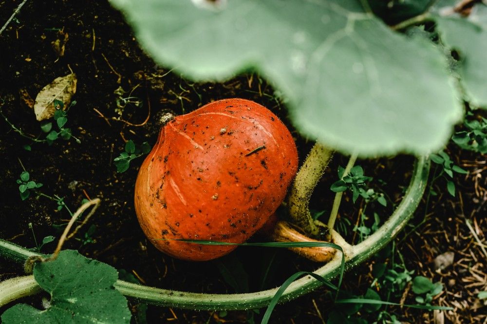 Should You Bury Pumpkin Vines?